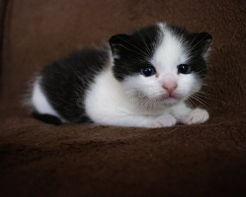 Black and White kitten stock photo. Image of carnivore - 232603540