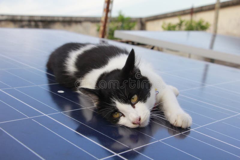 Black and White Kitten Lying on Household Solar Panel on Open-rooftop ...