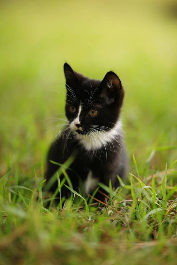 Kitten at rest stock image. Image of stray, white, resting - 58406867