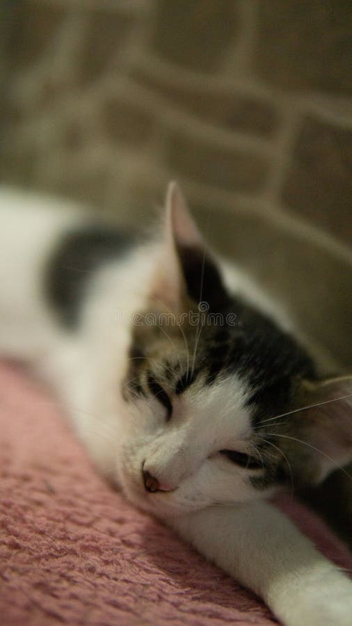 Kitten Sleeping in the Hallway Stock Photo - Image of sloth, kitten ...
