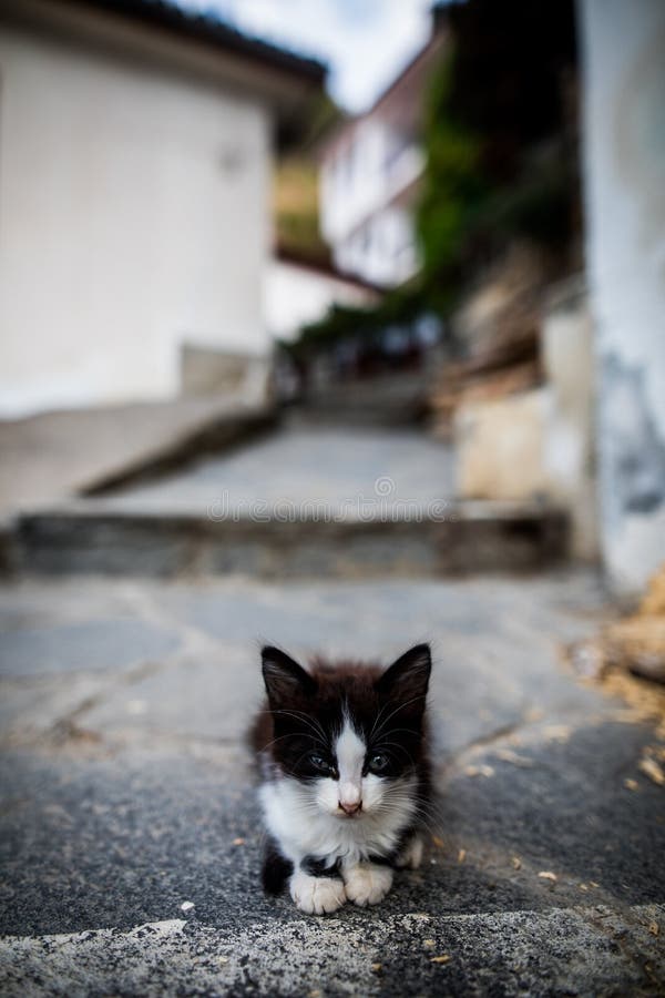 Black and White Kitten on a Street Stock Image - Image of staring ...