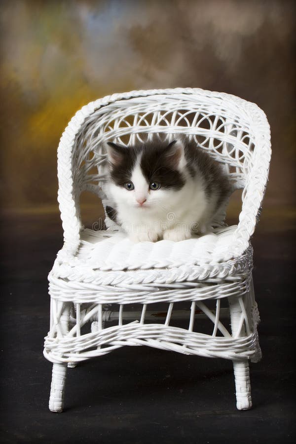 Black and White Kitten on Wicker Chair Stock Photo - Image of wicker ...