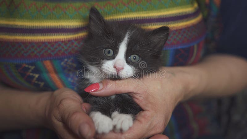 A Black and White Kitten in a Woman S Arms. Stock Photo - Image of ...