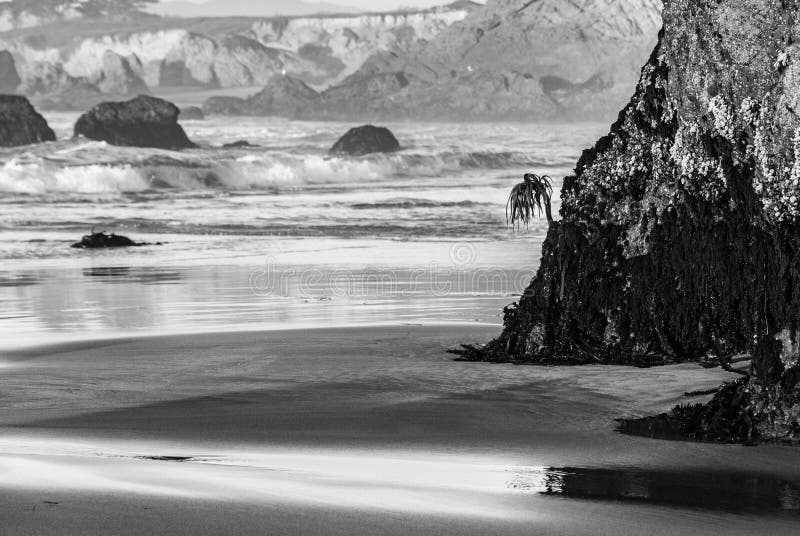 Ocean Landscape with a Sad Drooping Palm Tree Stock Image - Image of ...