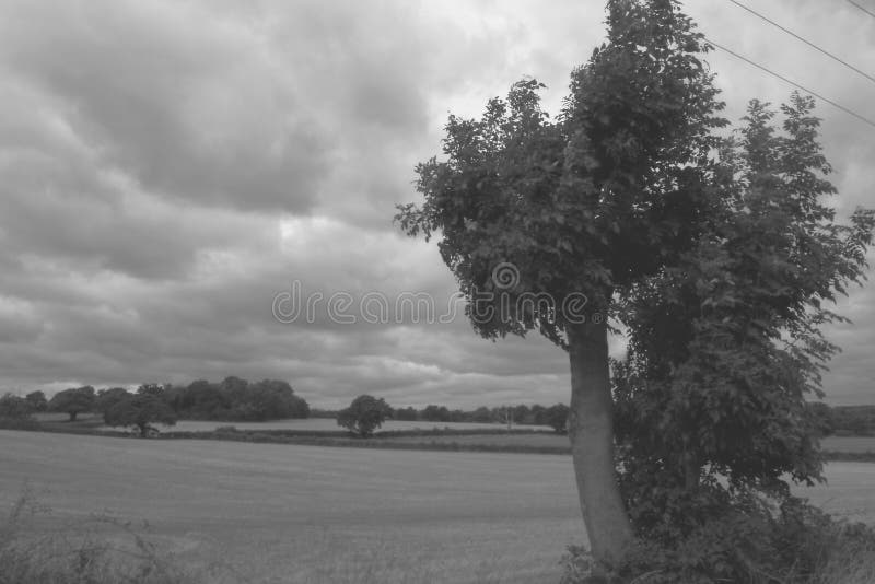 Black and White Rural Landscape on an Overcast Day with Lone Deciduous ...
