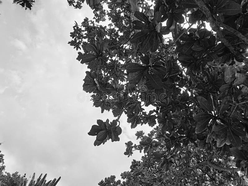 Black and White Leaf Tips on Trees with a Clear Sky Background Stock ...