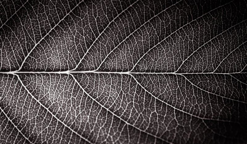 Flower Vains Stock Photos - Free & Royalty-Free Stock Photos from ...