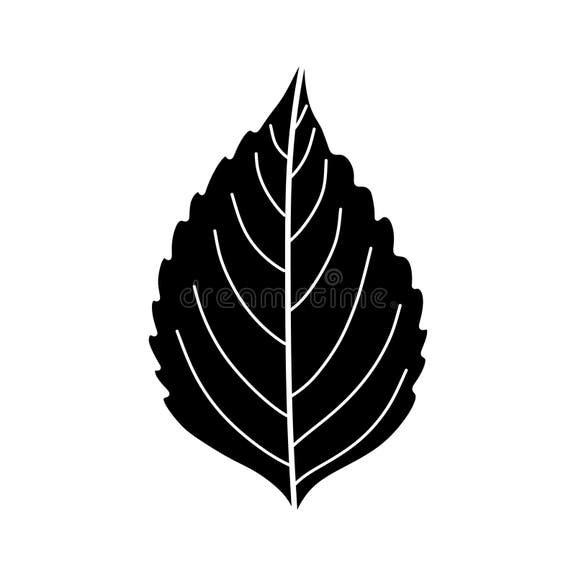 Black and White Leaf Vector Illustration Stock Vector - Illustration of ...