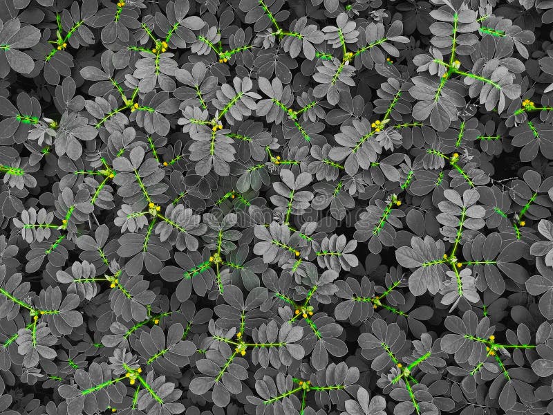 The Black and White Leave with Such a Beautiness Stock Photo - Image of ...