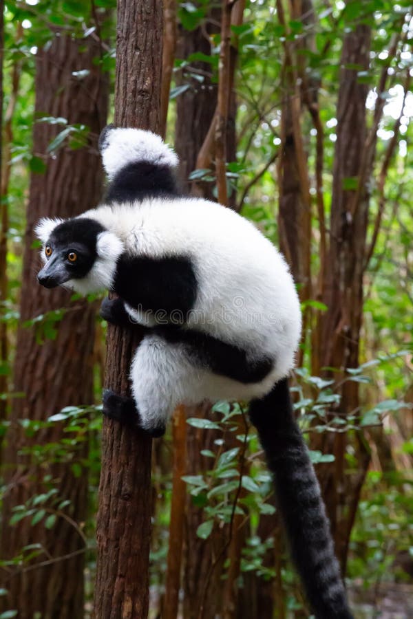 A Black and White Lemur Sits on the Branch of a Tree Stock Photo ...