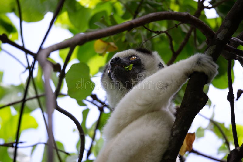A Black and White Lemur Sits in the Crown of a Tree, Vari, Sifaka Stock ...