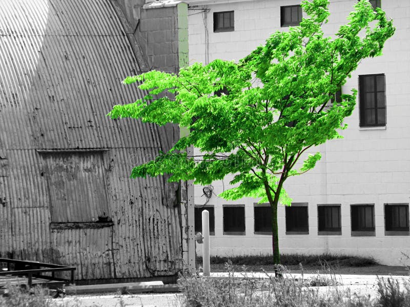 Black and White Life stock photo. Image of blowing, tree - 48881034