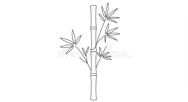 Black and White Line Drawing of a Bamboo Stalk (Bambusoideae). Features ...