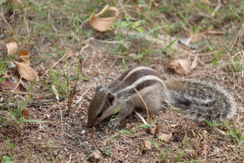Black and White Line Squirrel in Autumn Stock Photo - Image of ground ...