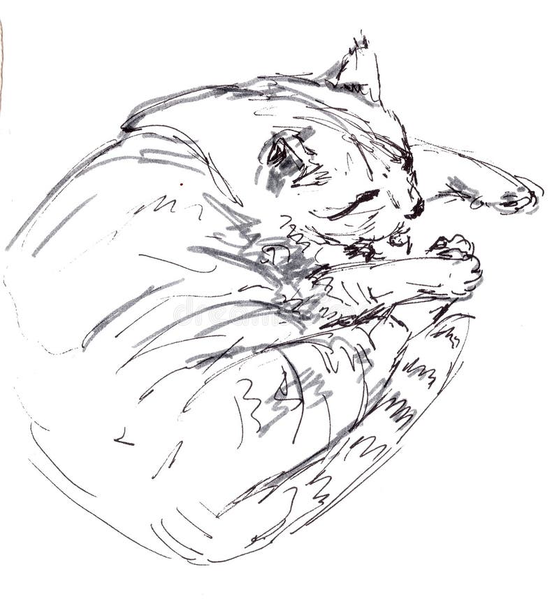 Cat Curled Graphic Stock Illustrations – 237 Cat Curled Graphic Stock ...