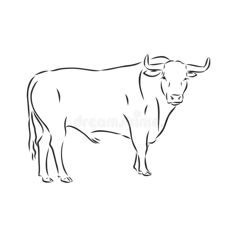 Sketch Bull. Vector Hand Drawn Illustration. Side View. Bull Vector ...