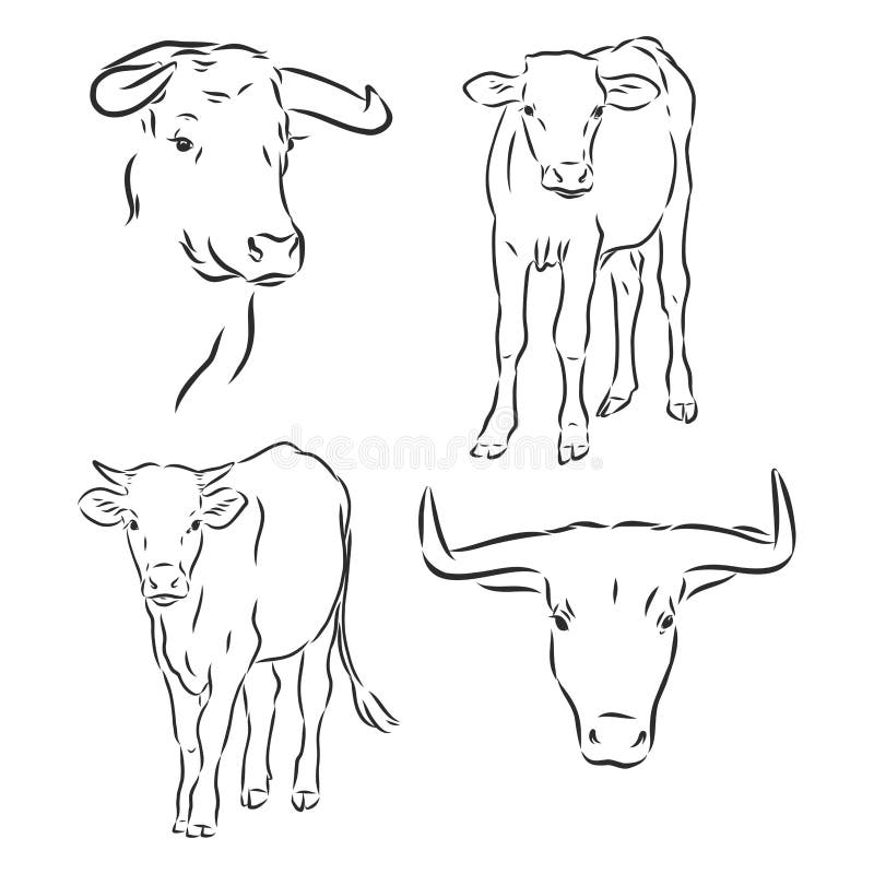 Black and White Linear Paint Draw Bull Vector Illustration. Bull Vector ...