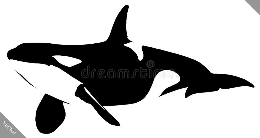 Orca Stock Illustrations – 7,079 Orca Stock Illustrations, Vectors ...