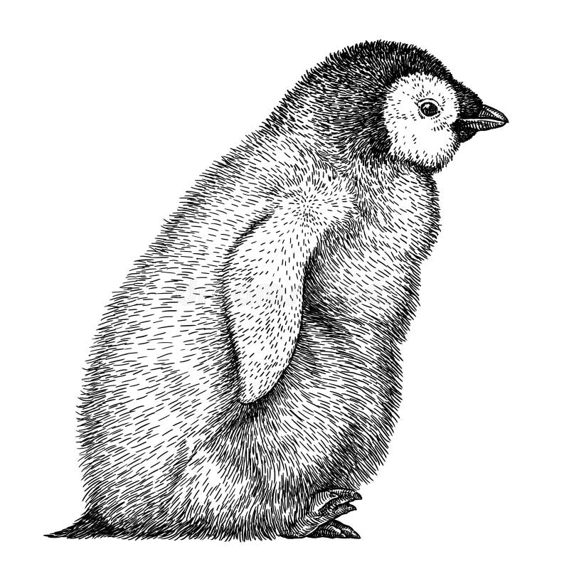 Black and White Linear Paint Draw Penguin Illustration Stock ...