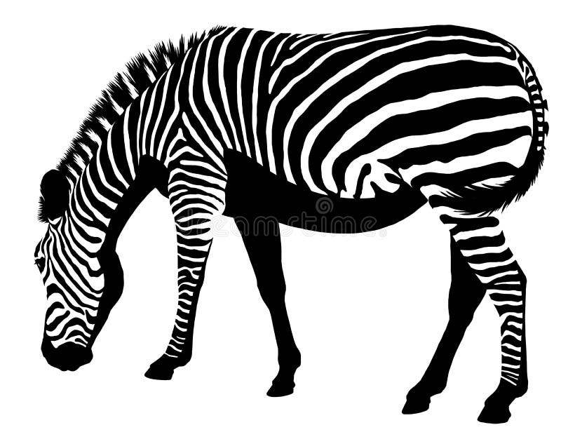 Black and White Linear Paint Draw Zebra Illustration Stock Illustration ...