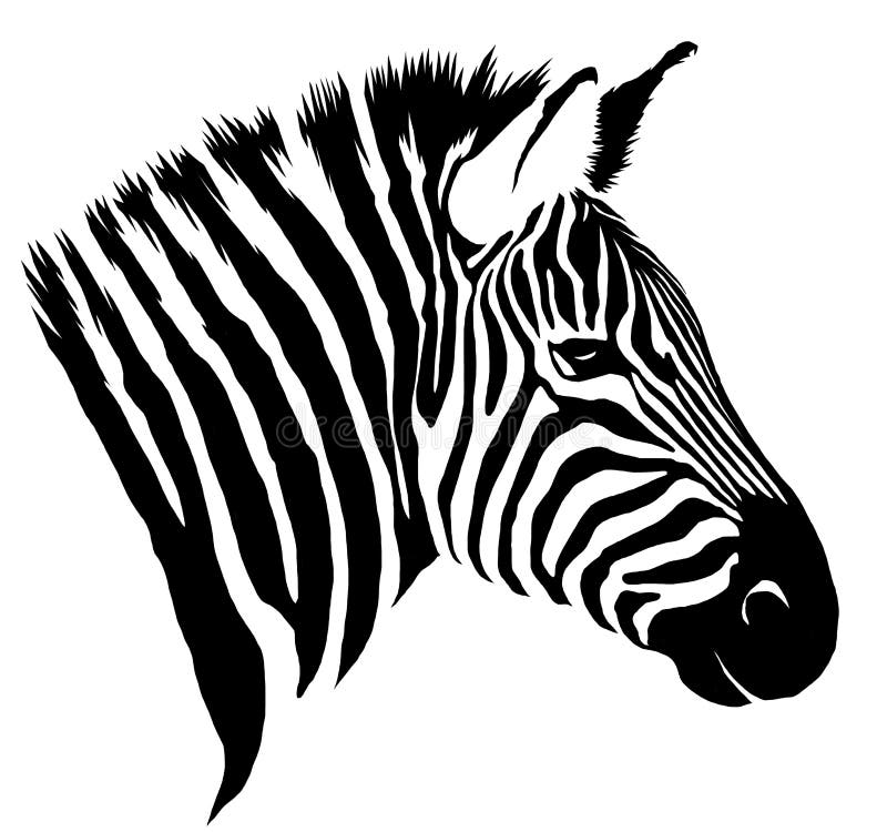 Black and White Linear Paint Draw Zebra Illustration Stock Illustration ...