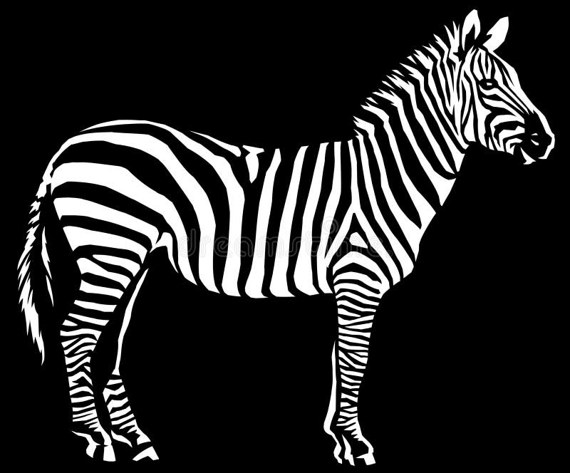 Black and White Linear Paint Draw Zebra Illustration Art Stock ...