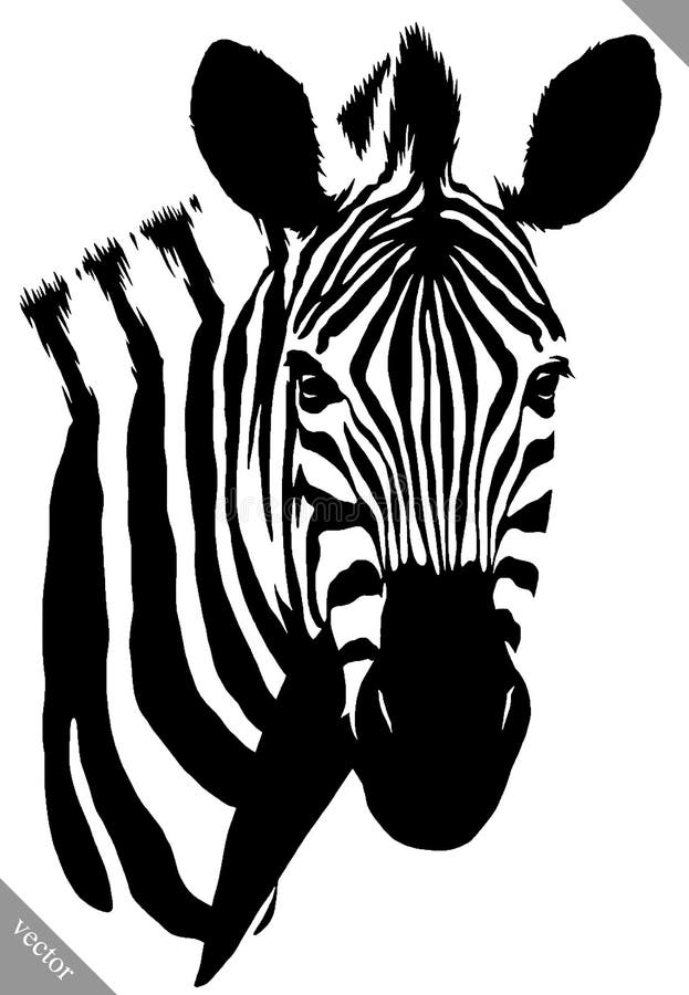 Black and White Linear Paint Draw Zebra Vector Illustration Stock ...
