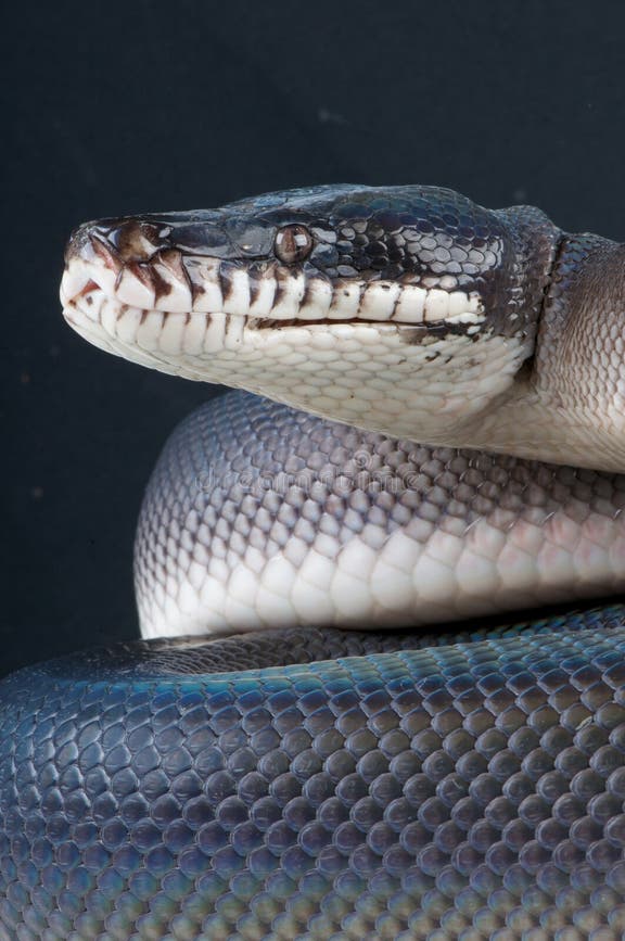 Black white-lipped python stock photo. Image of port - 16396336