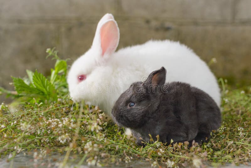 Black and White Little Rabbits on Green Grass Stock Image - Image of ...