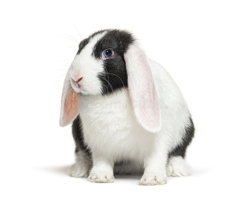 Black and White Lop Rabbit Blue Eyed Stock Photo - Image of shot ...