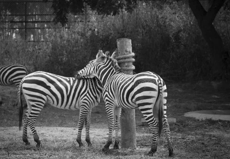 Black and white stock photo. Image of zebra, black, friends - 84536948