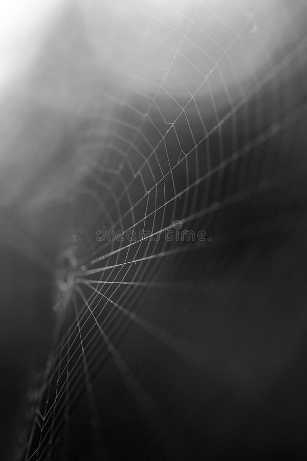 Black and White Macro Spider Web Strands Stock Image - Image of botany ...