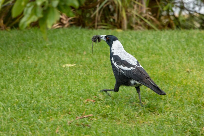 Black and White Magpie stock photo. Image of field, avian - 112933778