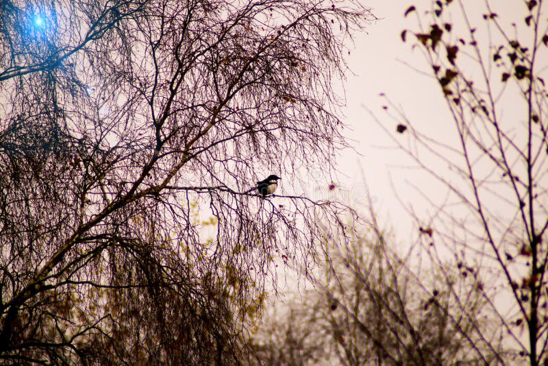 Wildlife Birds. a Magpie Sitting in a Winter Tree Stock Photo - Image ...