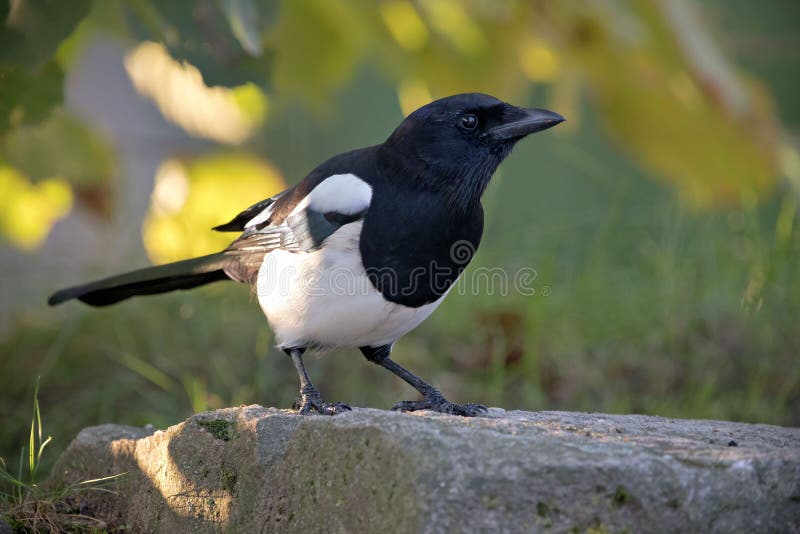 Black and White Magpie Perching on Rock Stock Image - Image of feathers ...