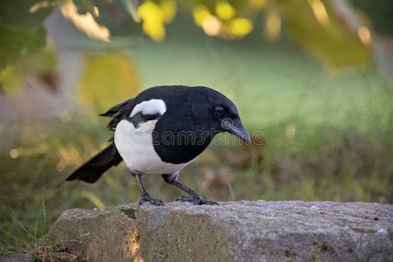 Black and White Magpie Perching on Stone Stock Image - Image of animal ...