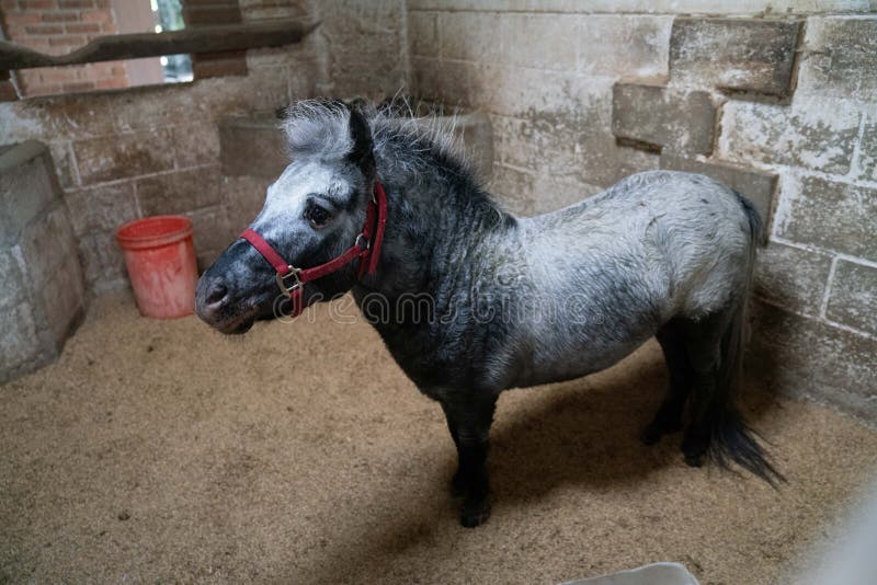Black and White Male Pony Inside of Barn Stock Image - Image of mane ...