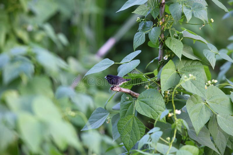 Black-and-white Mannikin stock image. Image of forest - 75252253