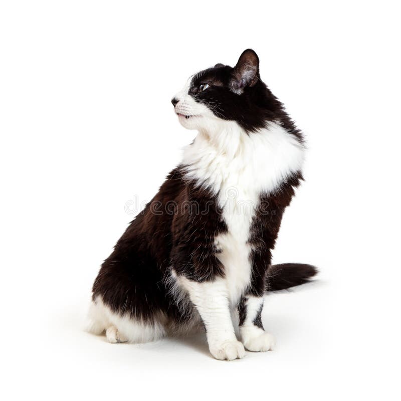 309 Cat Turning Head Stock Photos - Free & Royalty-Free Stock Photos ...