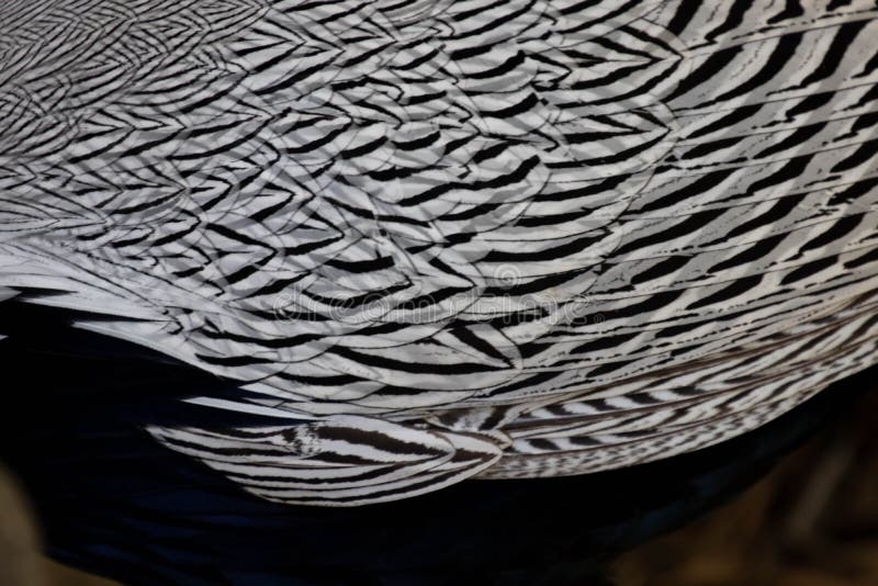 Pattern of Male Silver Pheasant`s Feathers Stock Photo - Image of forest, nature: 262964684