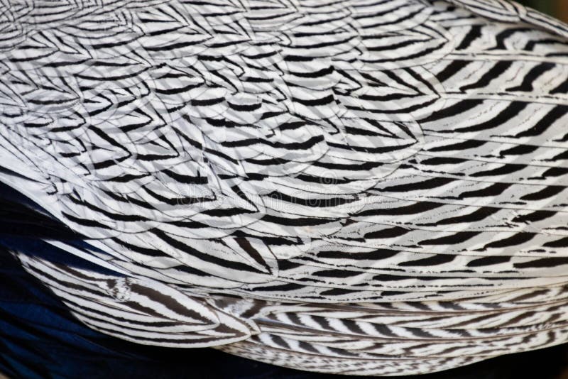 Pattern of Male Silver Pheasant`s Feathers Stock Image - Image of ...