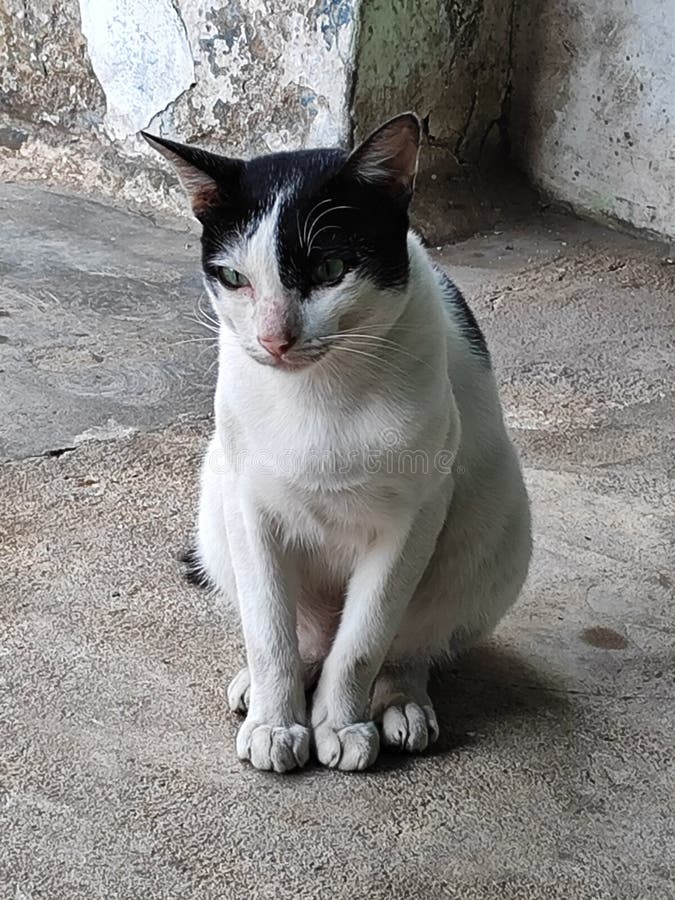 Black and White Moggy Cat on the Cement Floor Stock Photo - Image of ...
