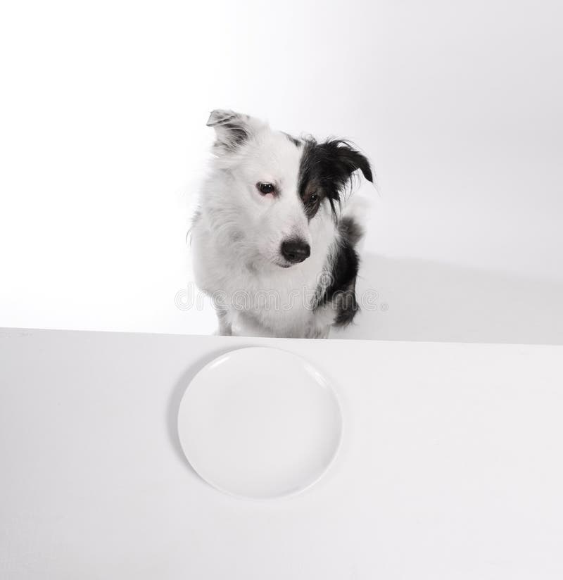 Black and White Mongrel Sad and Hangry Dog Looking at an Empty Plate ...
