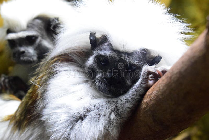 The Monkey Looks through the Window Stock Image - Image of little ...