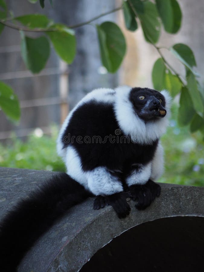 Black and White Monkey Stuffing Its Face with Food Stock Image - Image ...