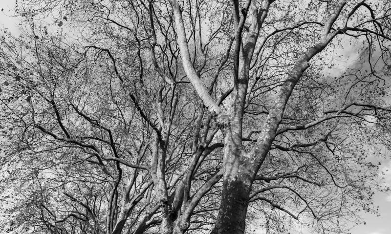 White Trees in Nature in November Stock Image - Image of nature, magic ...