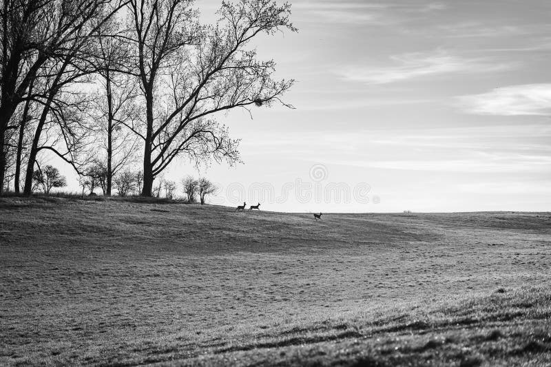 Black and White Morning Scene of Three Deer in a Hilly Meadow with Tall ...