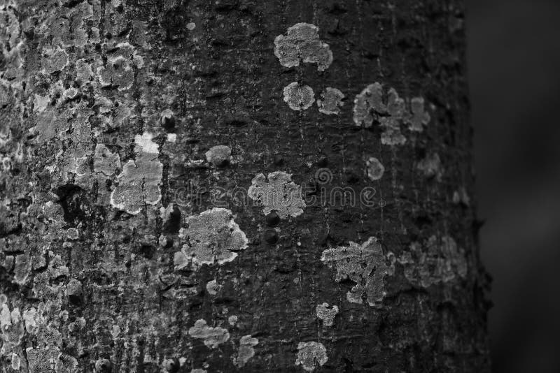 Black and White Mottled Tree Bark Stock Image - Image of tree, textures ...