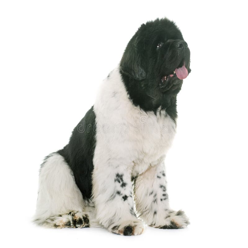 Black and White Newfoundland Dog Stock Photo - Image of white, rescue ...