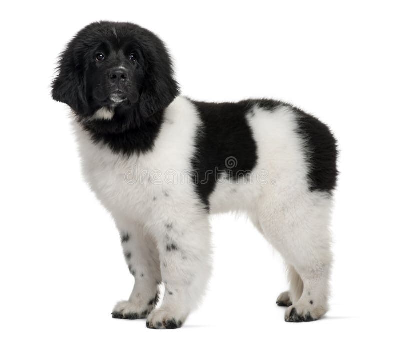 Black And White Newfoundland Puppy, Standing Royalty Free Stock Image ...